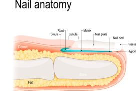 Salt Lake City Ingrown Toenail FAQ | Elizabeth E. Auger, DPM